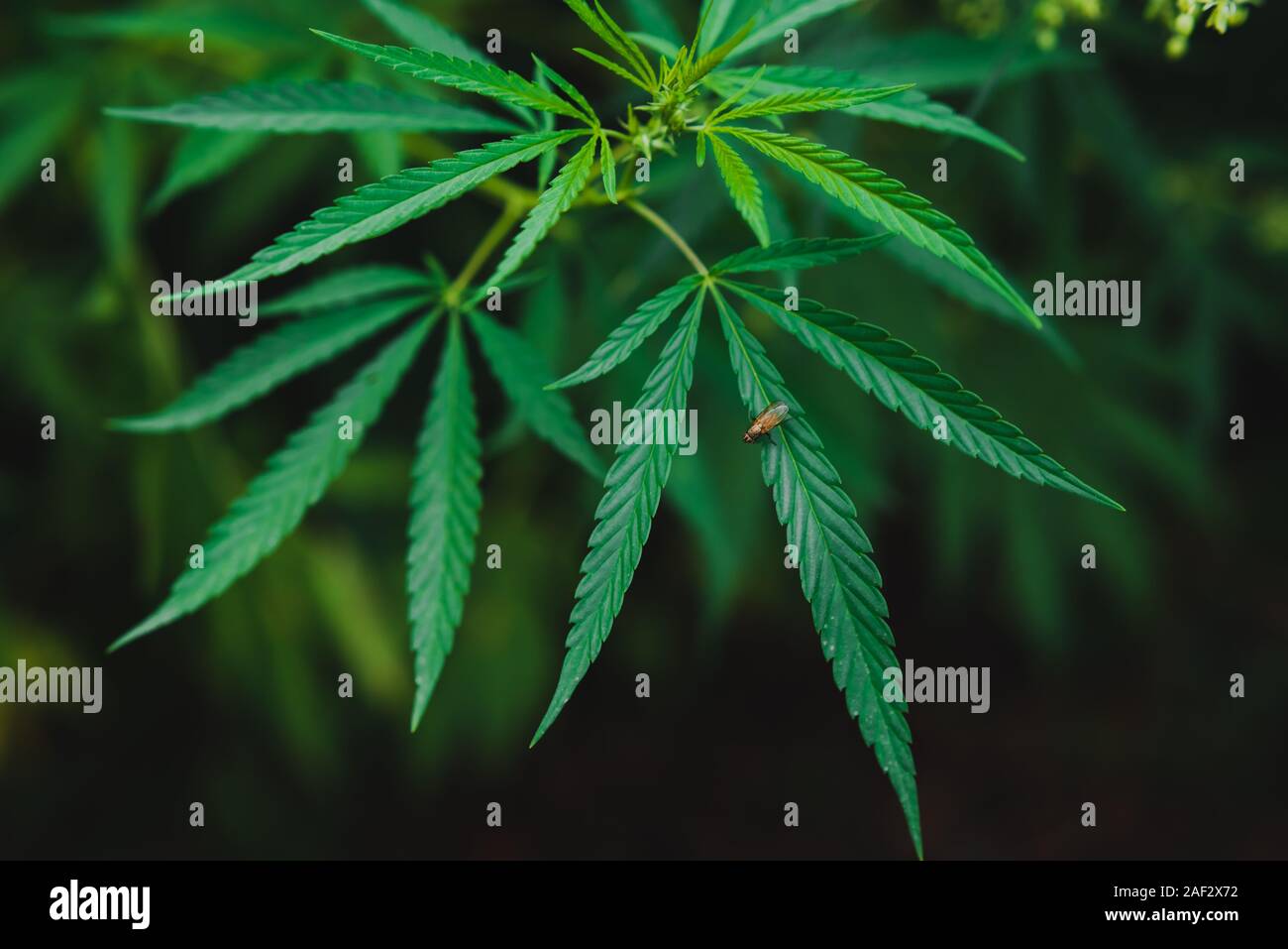 Fresh agricultural hemp grows in the countryside Stock Photo - Alamy