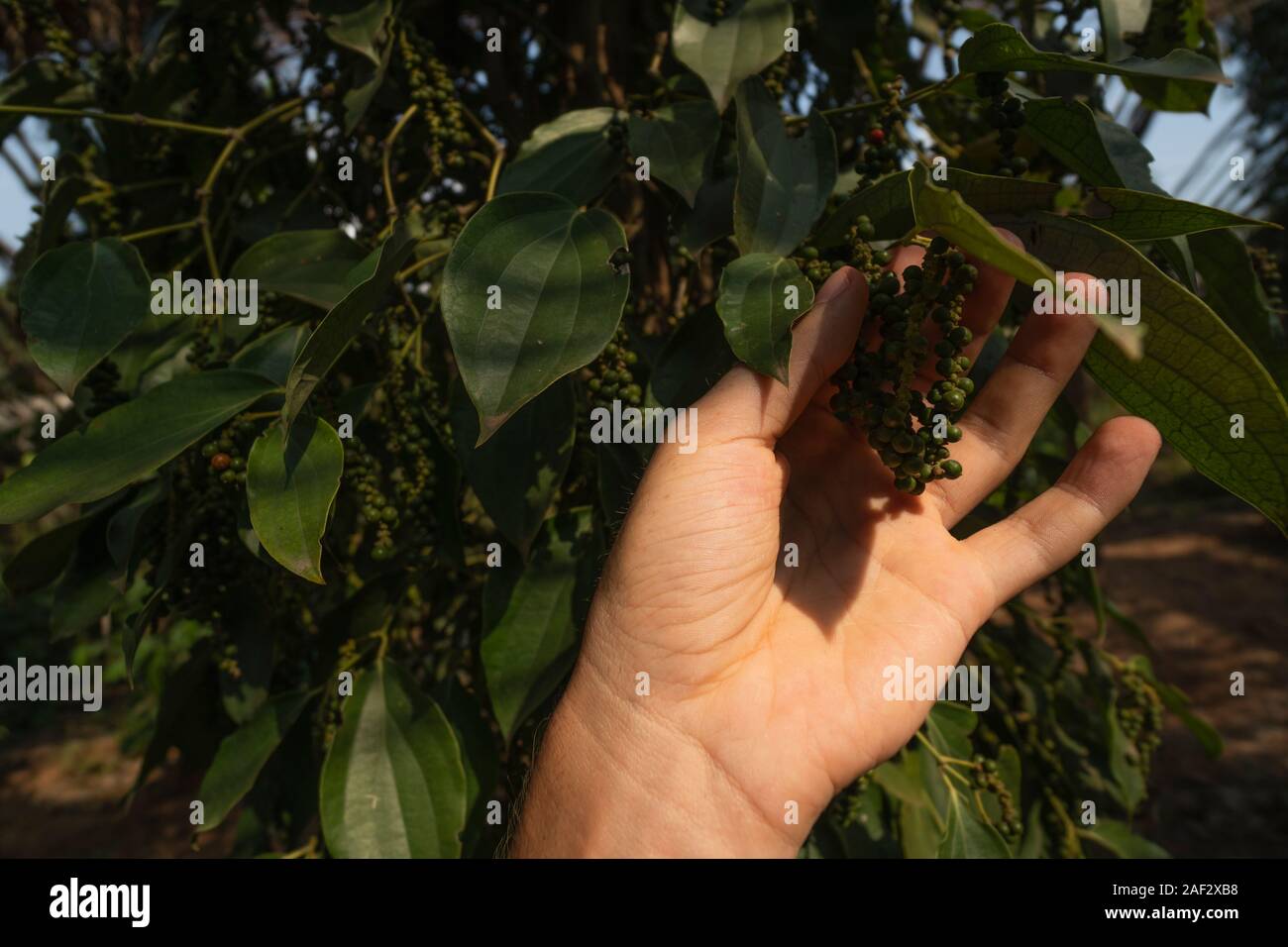 Black pepper trees piper nigrum hi-res stock photography and images - Alamy