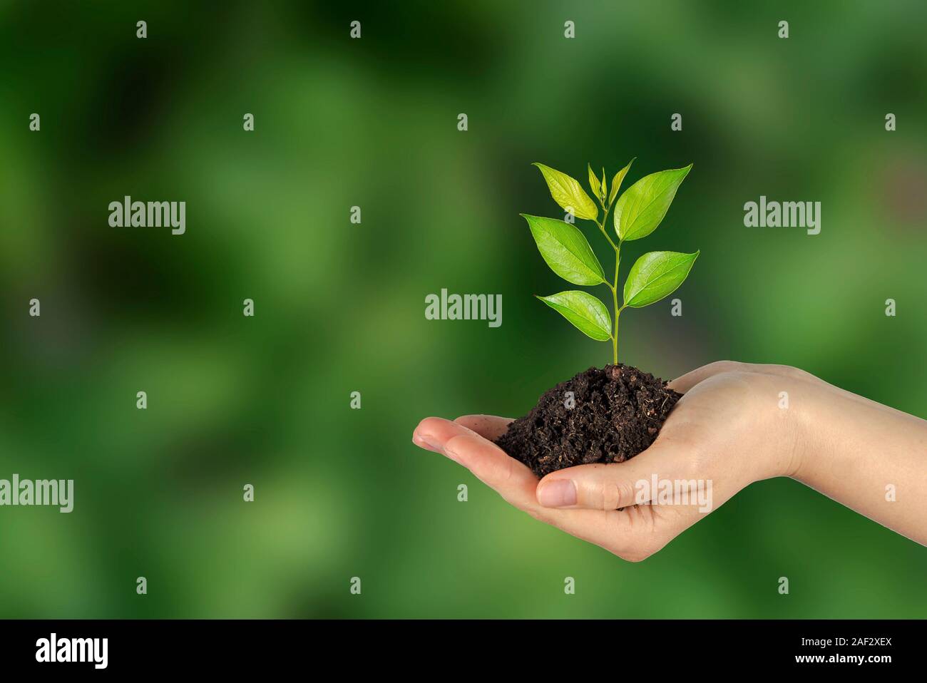 Sapling in hand Stock Photo - Alamy