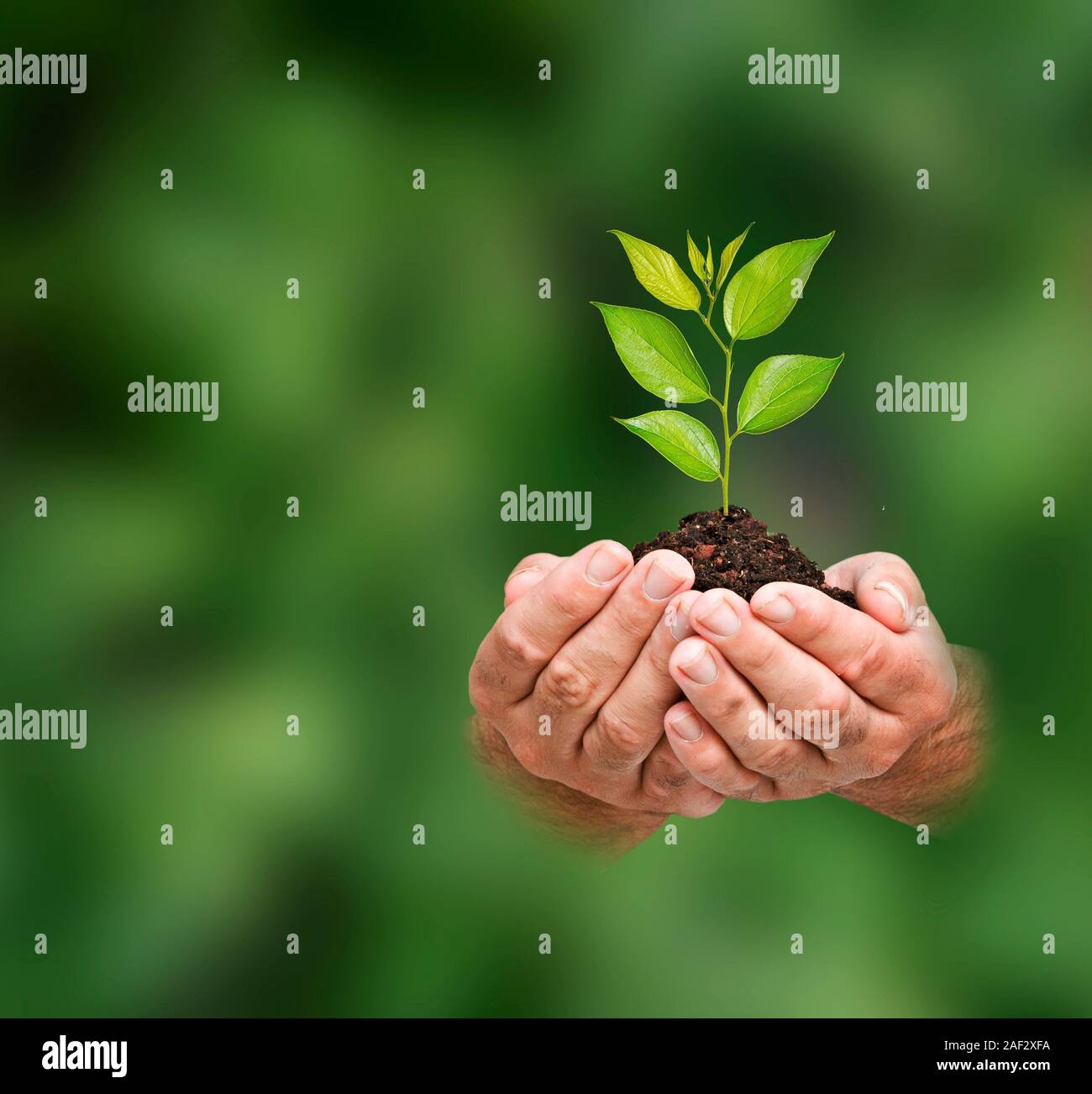 Sapling in hands Stock Photo - Alamy