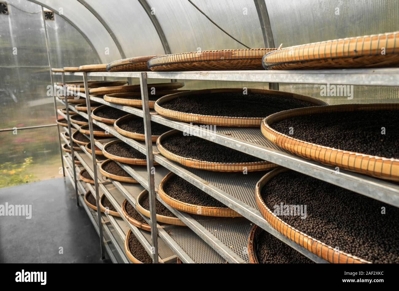 Black peppercorns drying in drying room or box on plates of reed on ...