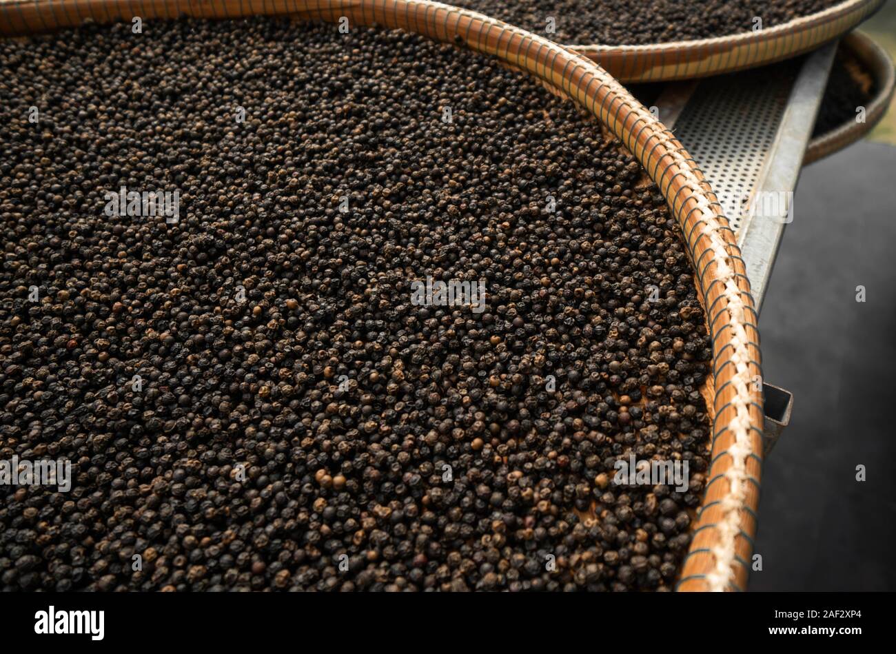 Black peppercorns drying in drying room or box on plates of reed on ...