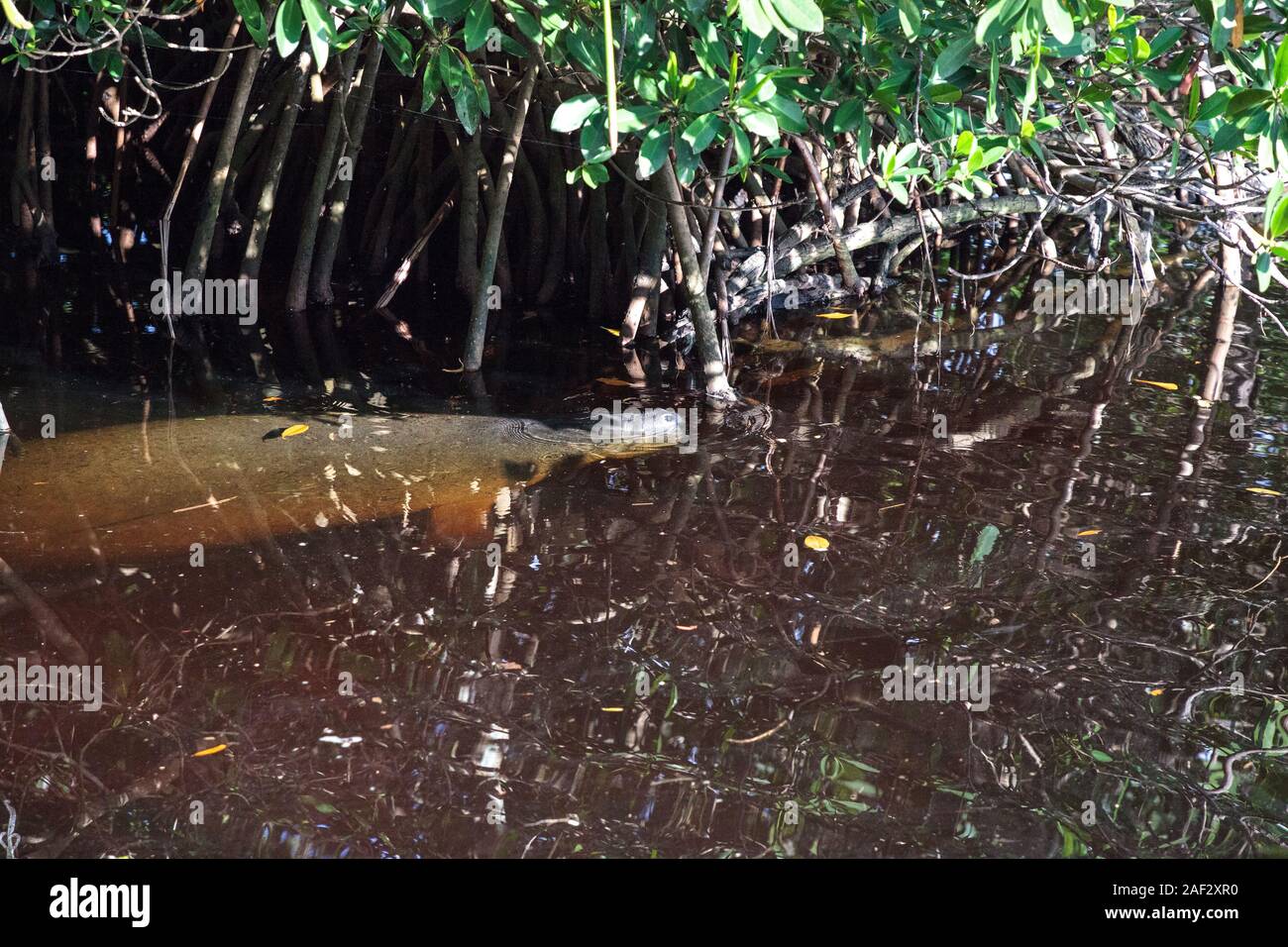 Mother manatee trichechus manatus latirostris hiding among the ...