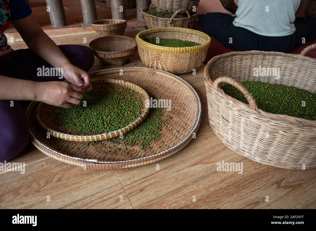 Piper nigrum drying hi-res stock photography and images - Alamy