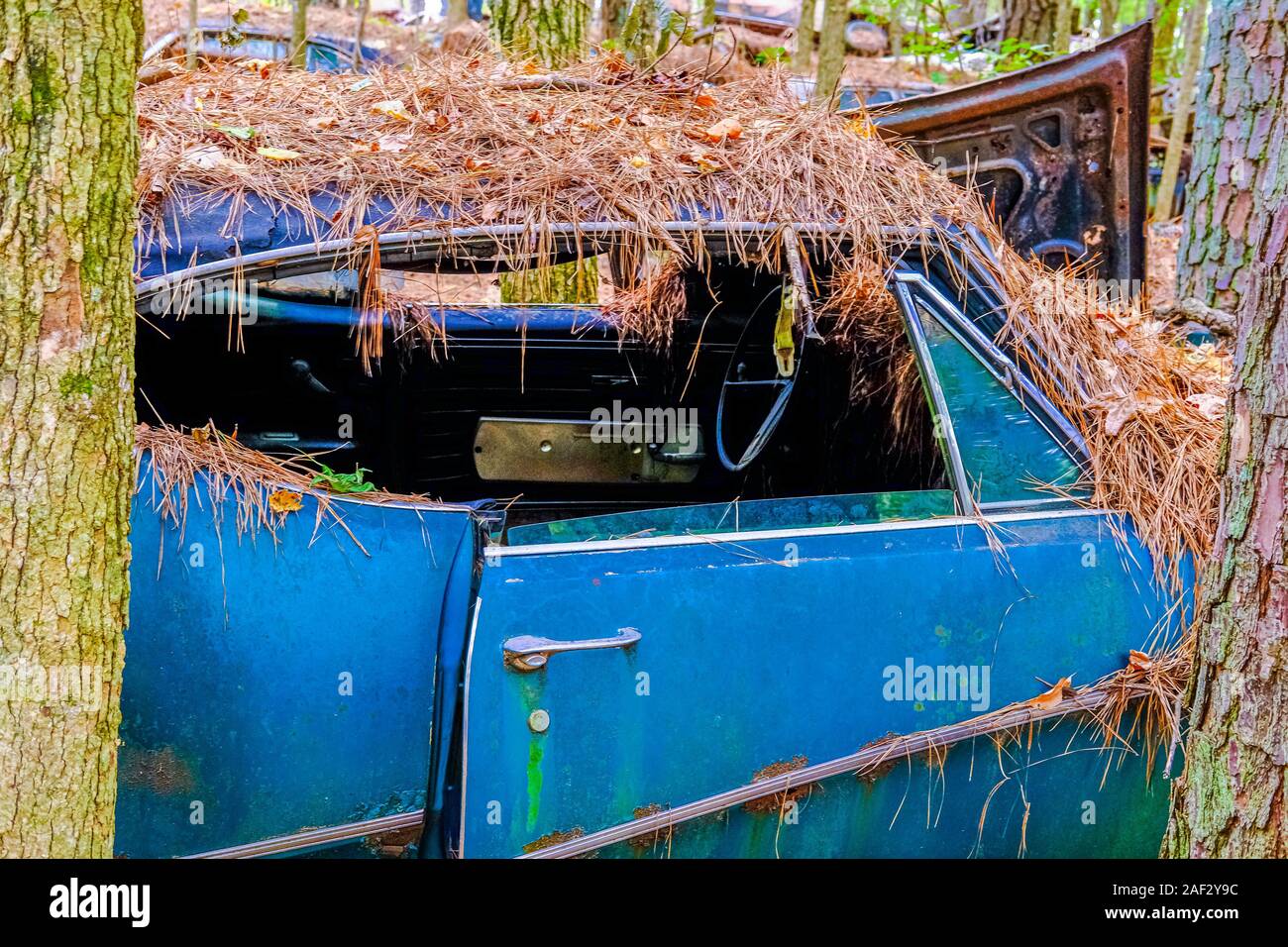Old Blue Car in Trees Stock Photo - Alamy