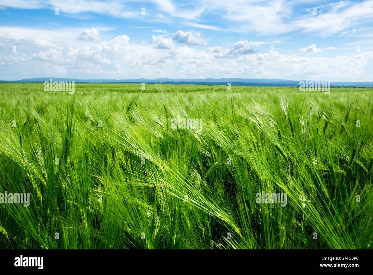 Green ripe rye wheat field against the blue sky background ...