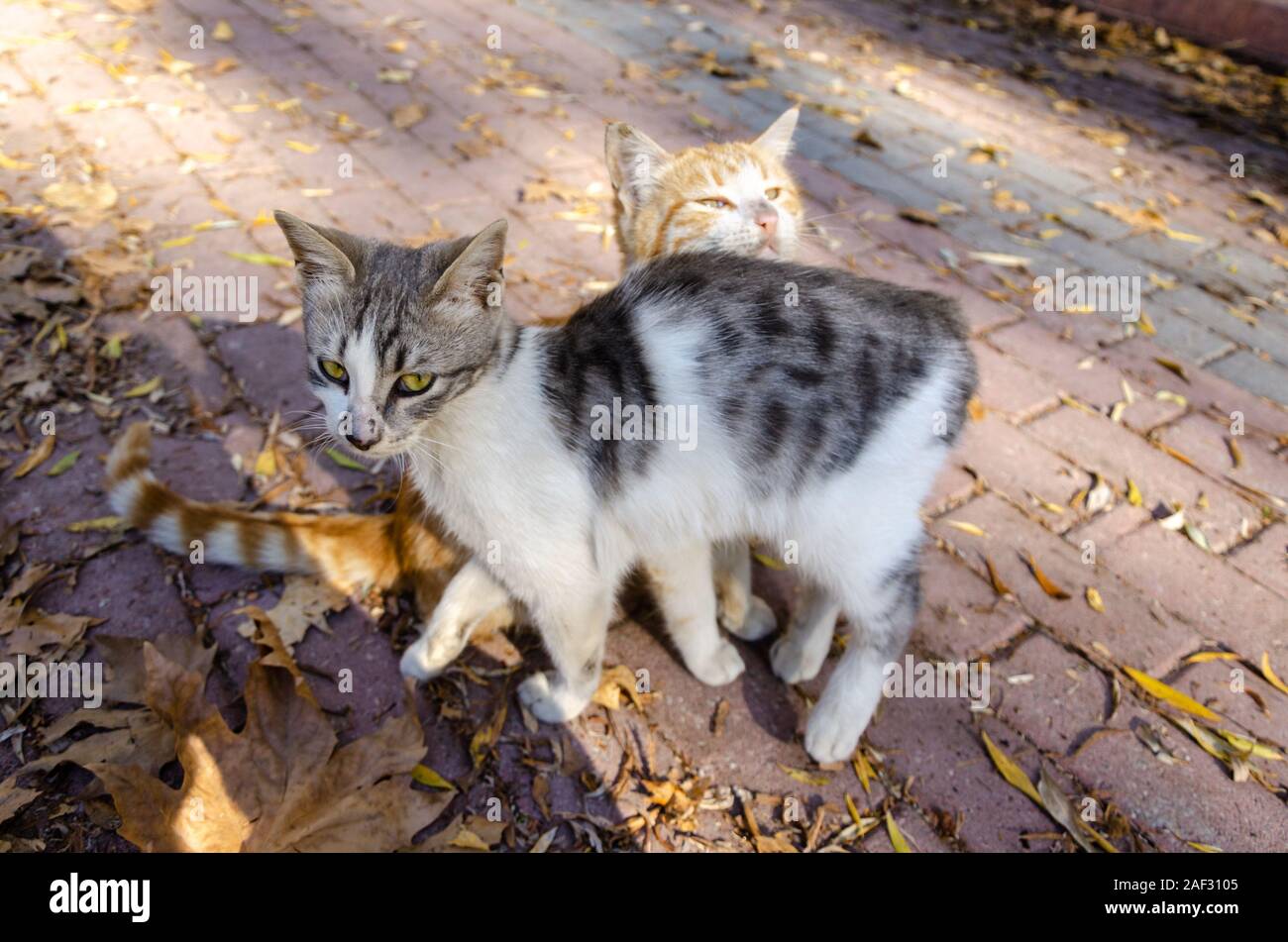 Homeless cats on the street in autumn Stock Photo - Alamy