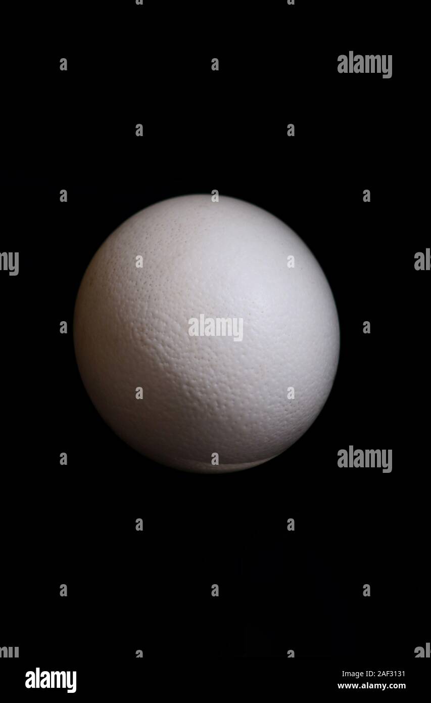 Big ostrich egg on black background. Organic fresh egg. Healthy food ...