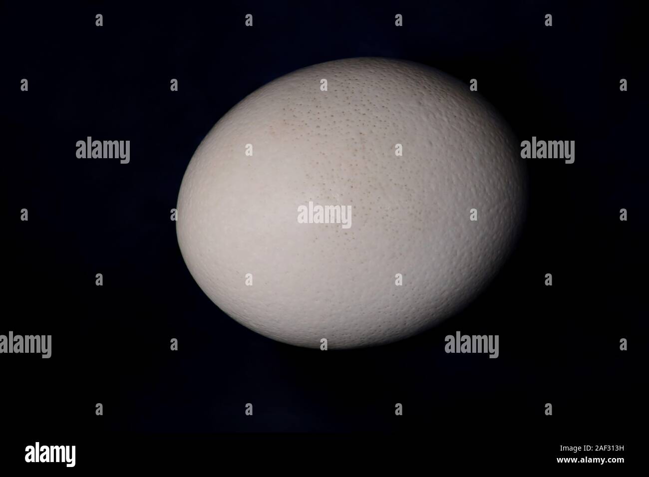 Big ostrich egg on black background. Organic fresh egg. Healthy food ...