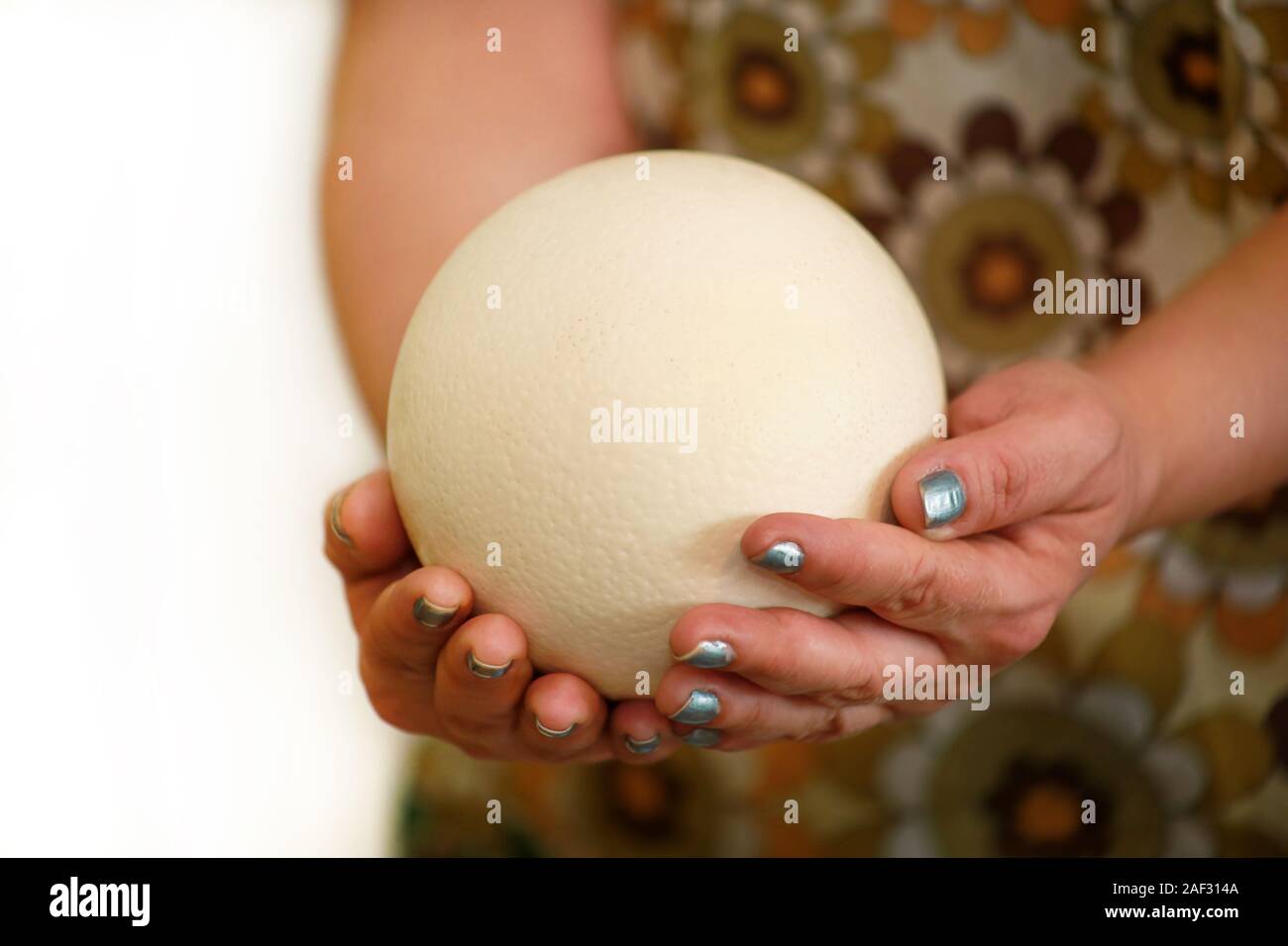 Female hands holding of big ostrich egg on white background, size ...