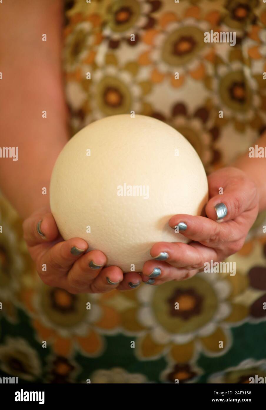Female hands holding of big ostrich egg on white background, size ...