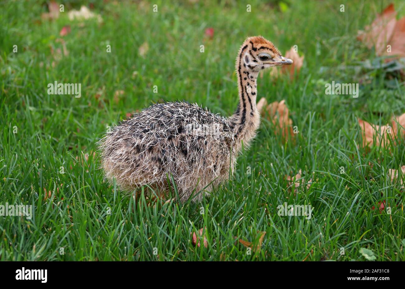 Portrait of little an african ostrich chick at ostrich farm. Pretty ...