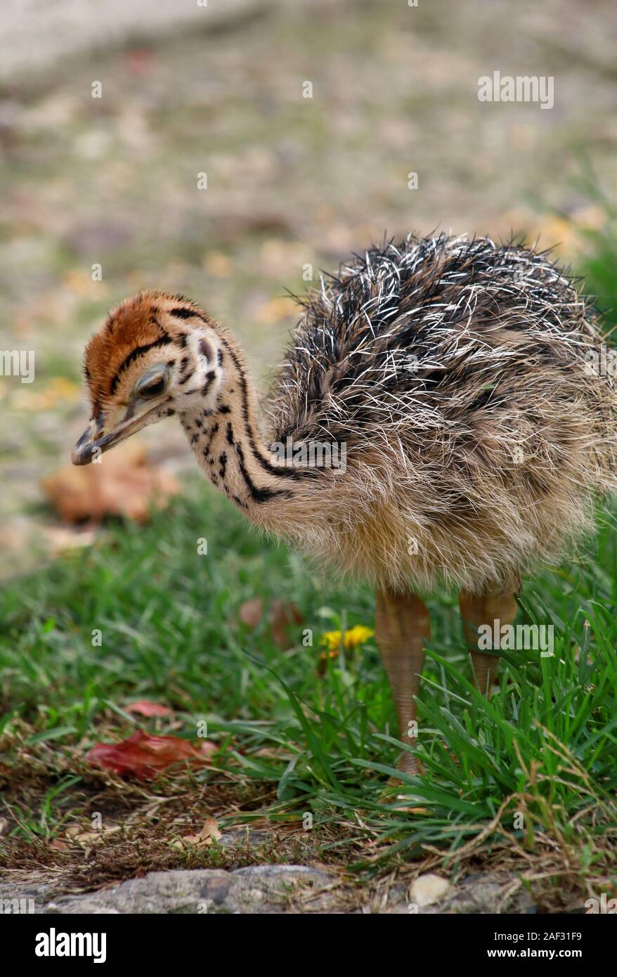 Portrait of little an african ostrich chick at ostrich farm. Pretty ...