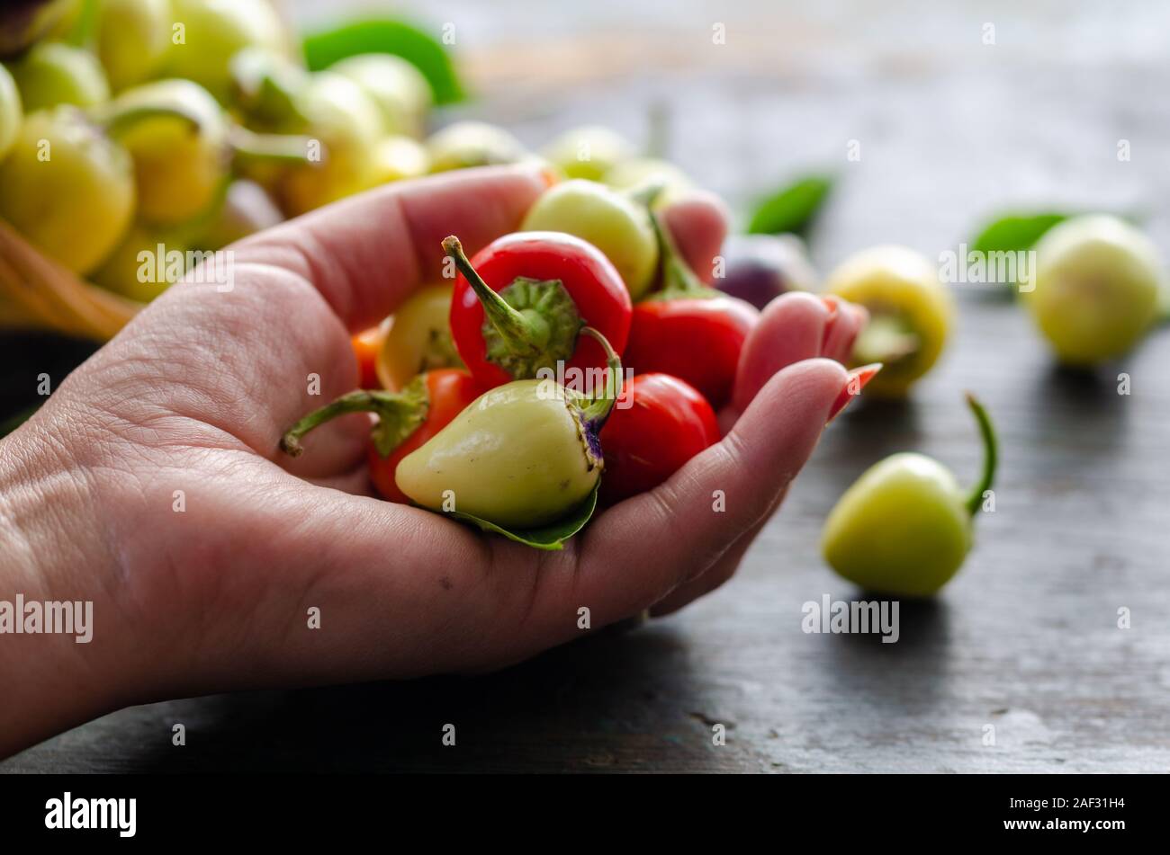 Hand holding capsicum hi-res stock photography and images - Alamy