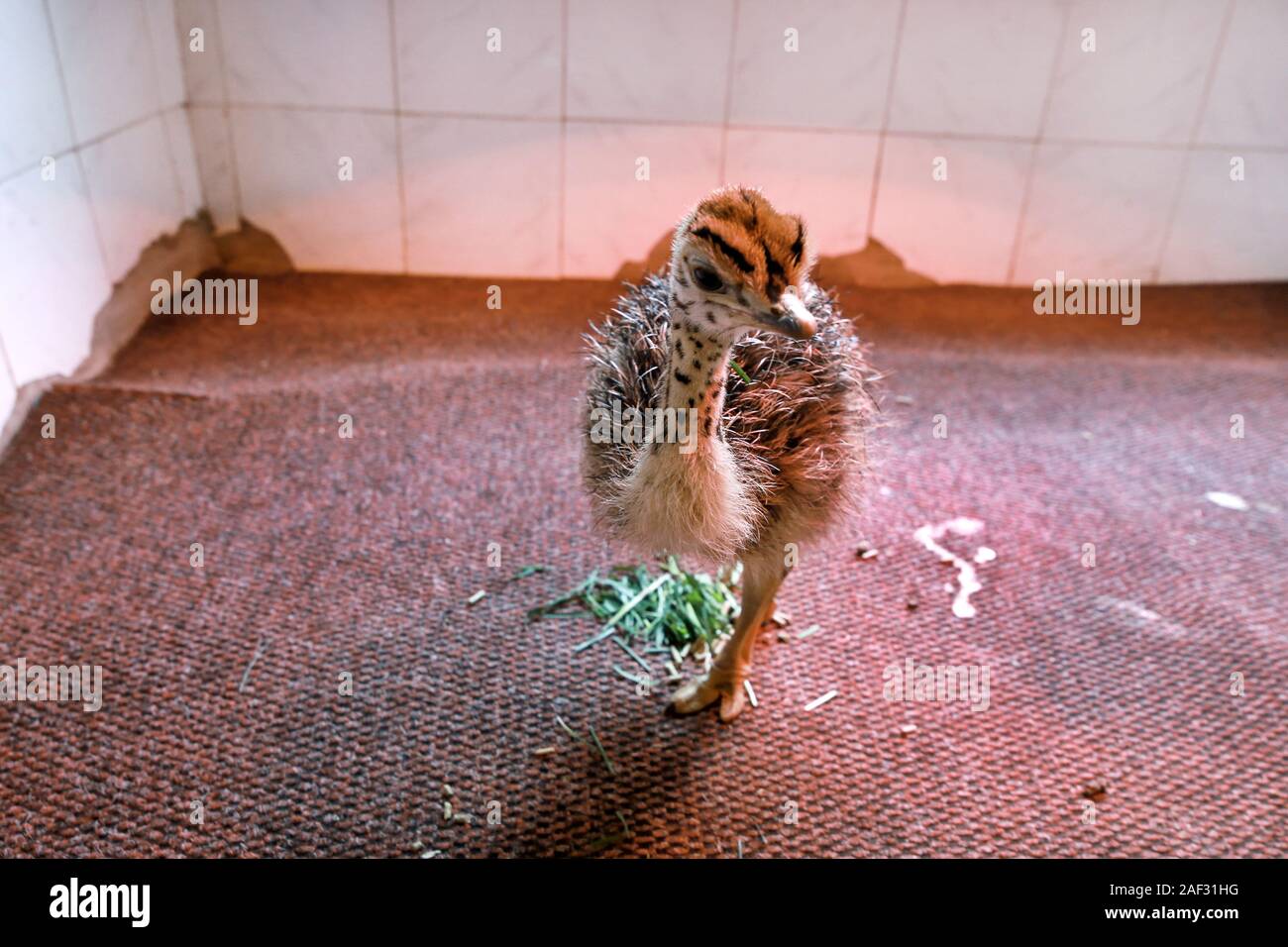 Portrait of little an african ostrich chick at farm. Pretty cute ...
