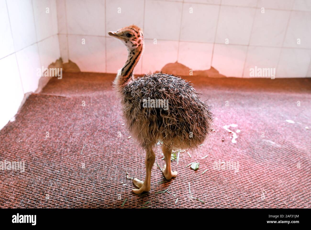 Portrait of little an african ostrich chick at farm. Pretty cute ...