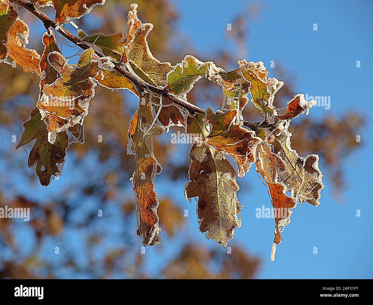 Frozen oak leafs on a tree in winter Stock Photo - Alamy