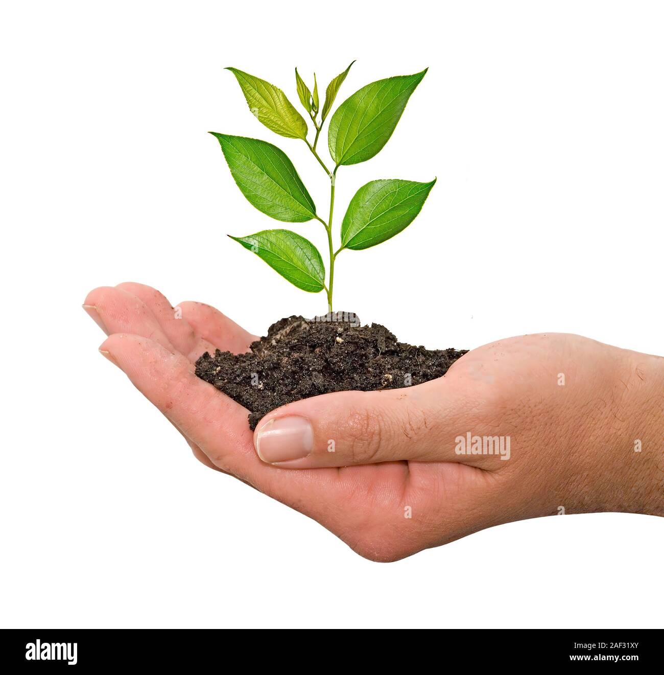 Sapiling Cut Out Stock Images & Pictures - Alamy