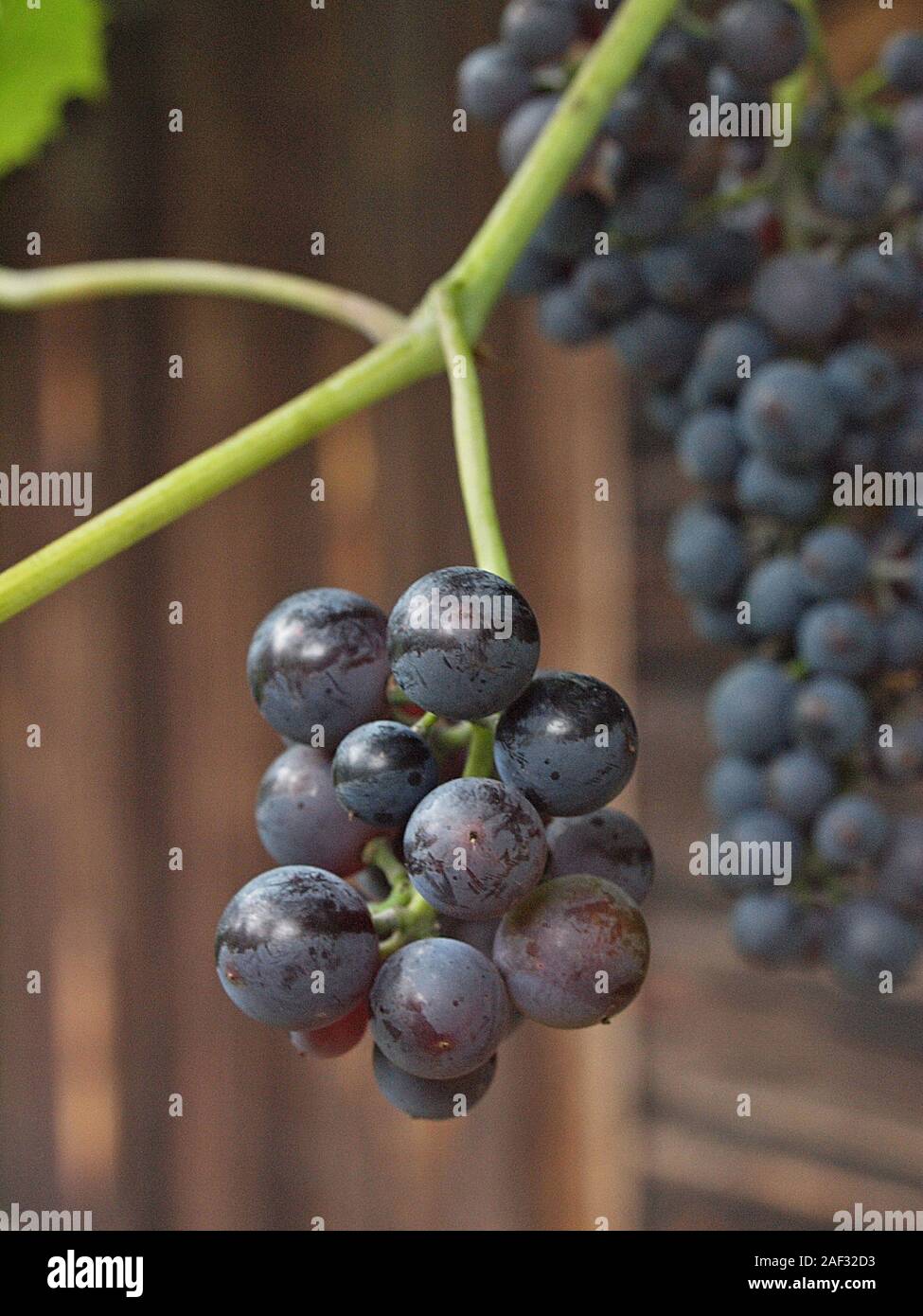Single grapevine with colorful grapes Stock Photo - Alamy