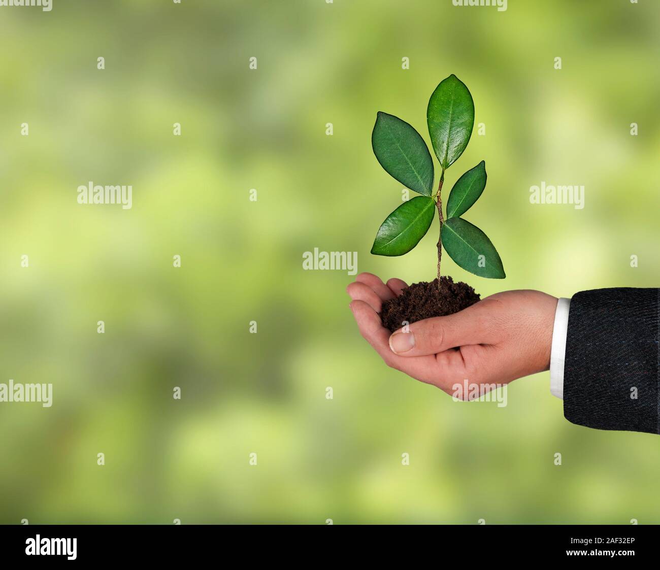 Sapling in hand Stock Photo - Alamy