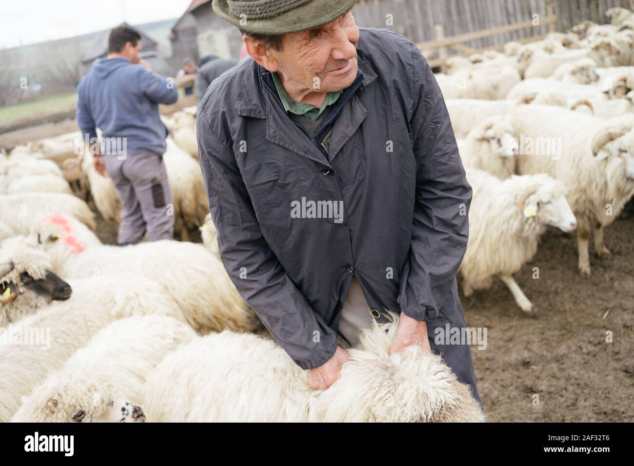 Danesti, Romania - Nov 25, 2019: Farmers bringing in and sorting of ...