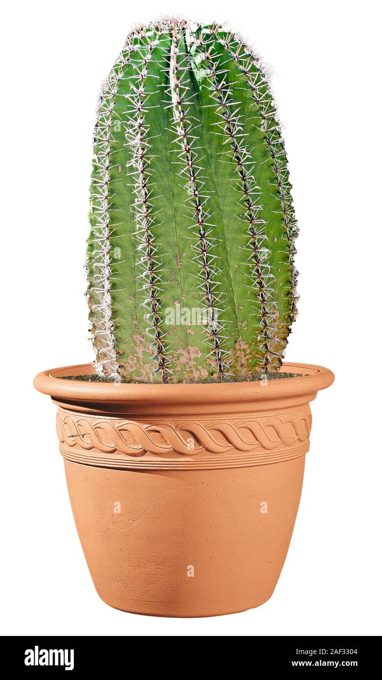 cactus isolated on white background Stock Photo - Alamy