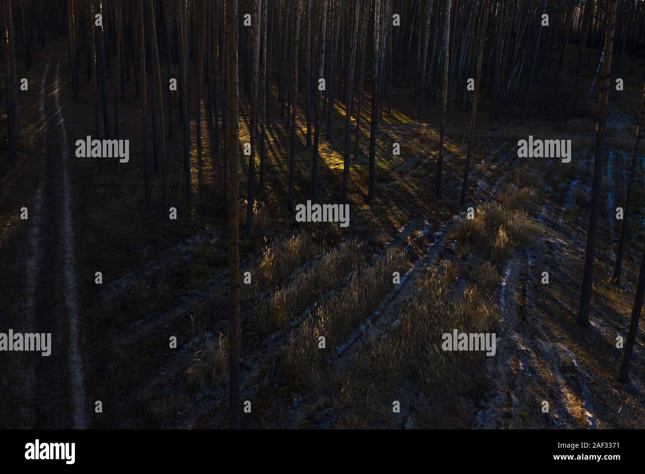 autumn dark pine tree forest, Ukraine Stock Photo - Alamy