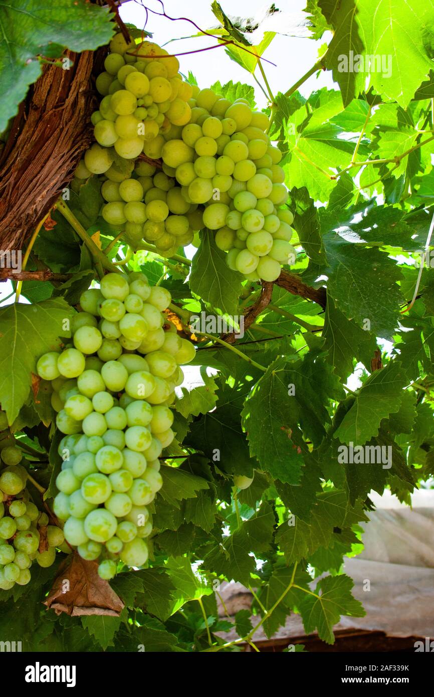 A large cluster of green grapes growing in a bunch on vine ...