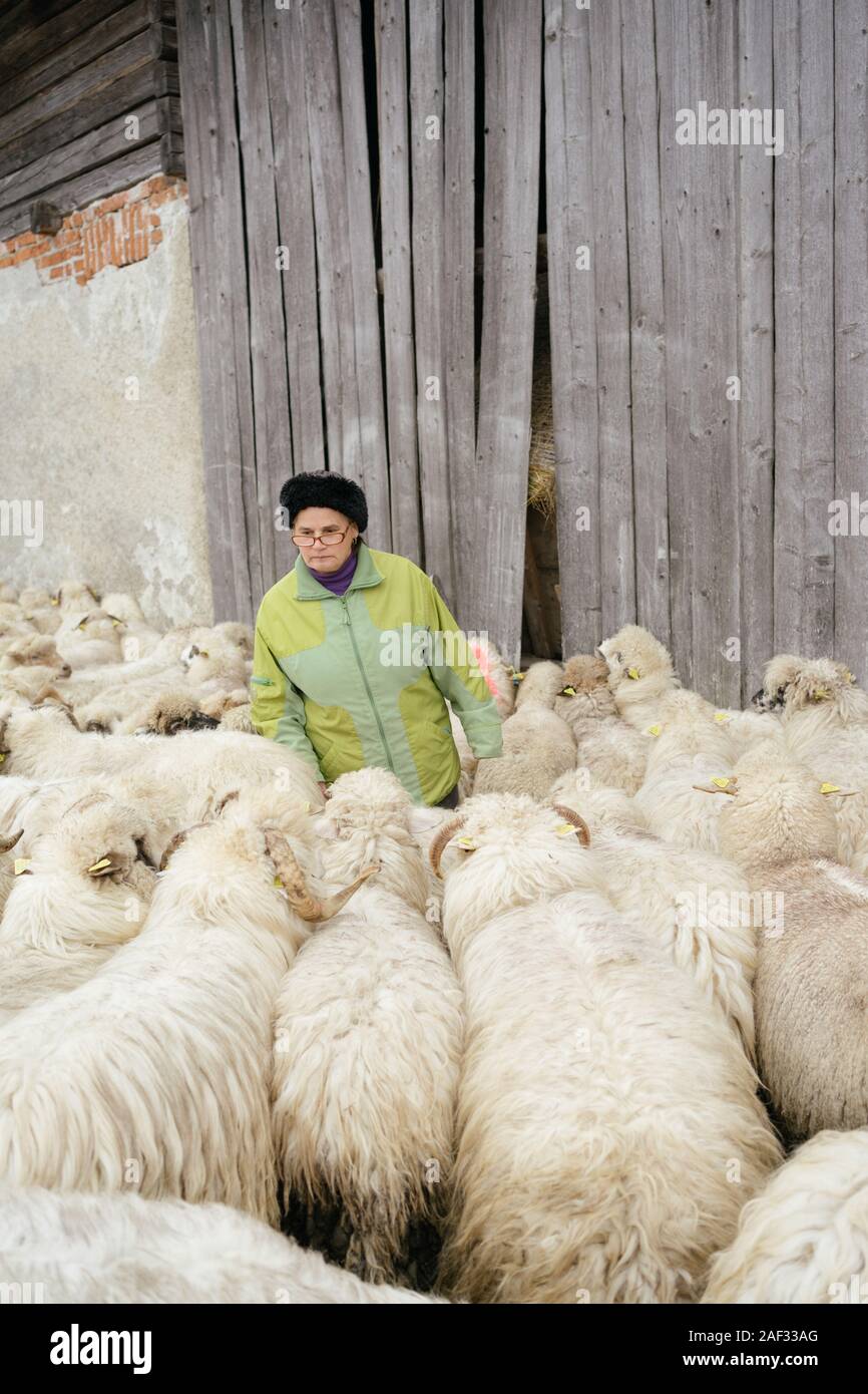 Danesti, Romania - Nov 25, 2019: Farmers bringing in and sorting of ...