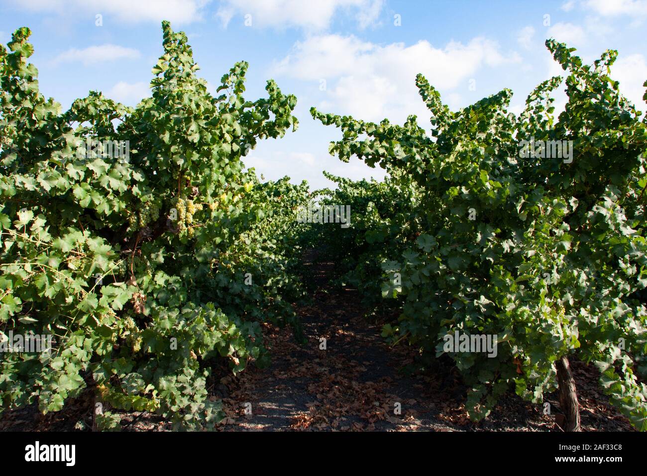 Grape vines in a vineyard Photographed in Israel Stock Photo - Alamy