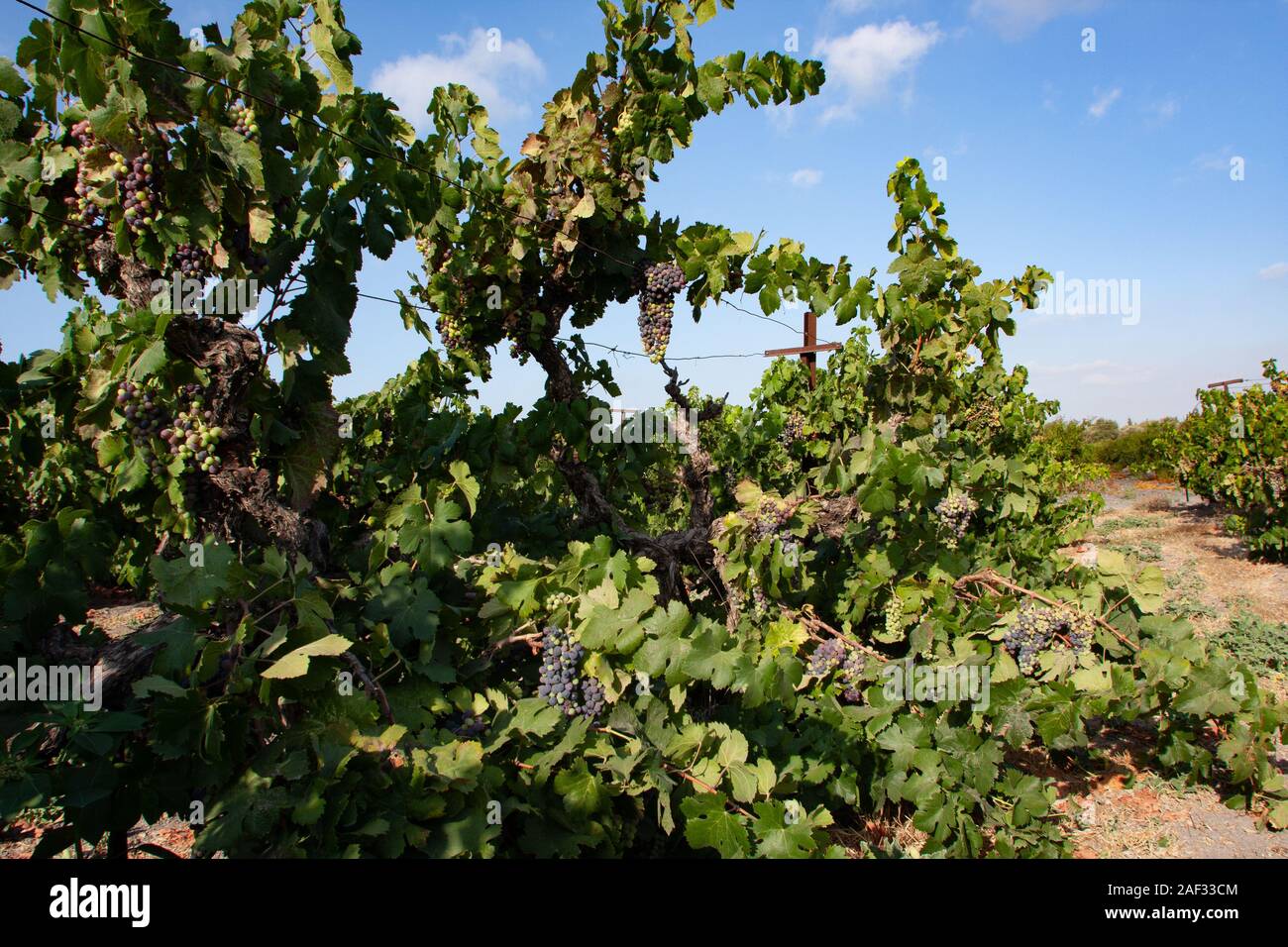 Israel landscape vines hi-res stock photography and images - Alamy