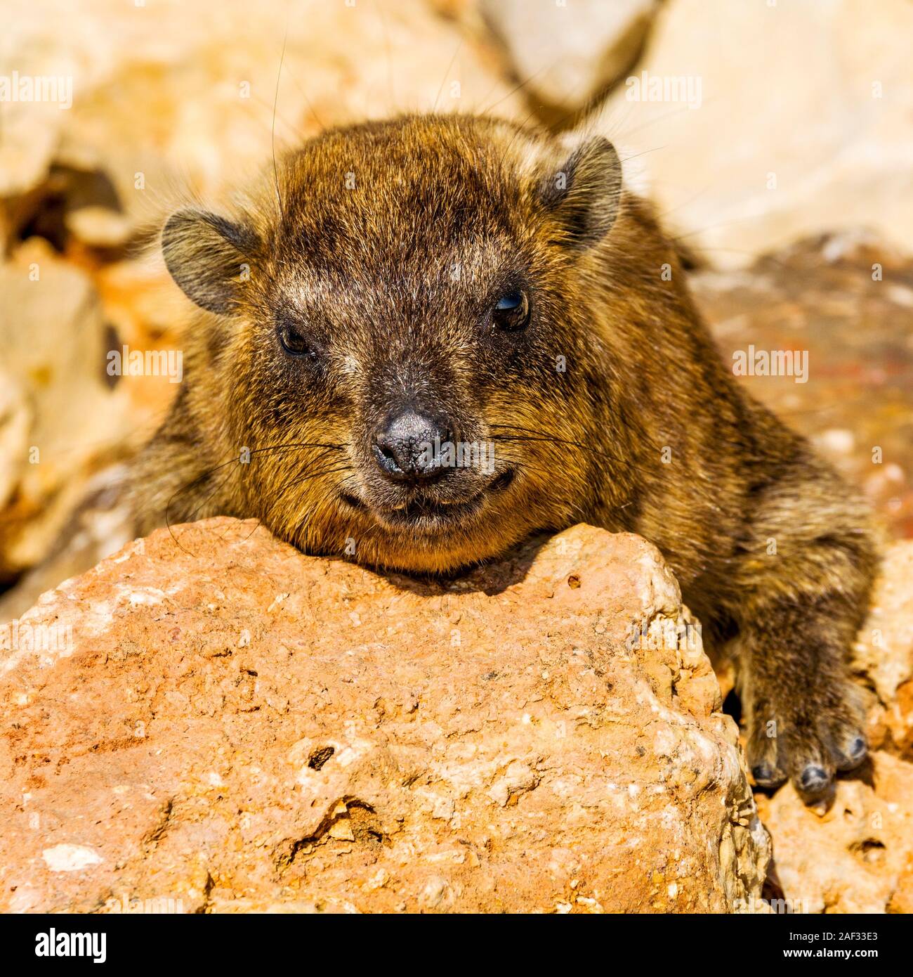 Rock hyrax paw hi-res stock photography and images - Alamy