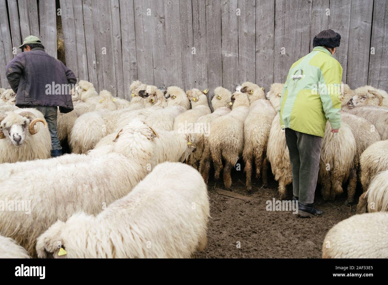 Danesti, Romania - Nov 25, 2019: Farmers bringing in and sorting of ...