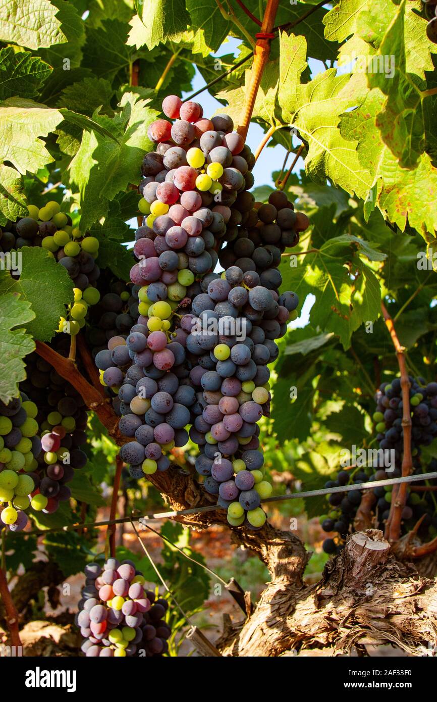 Clustered grapes hi-res stock photography and images - Alamy