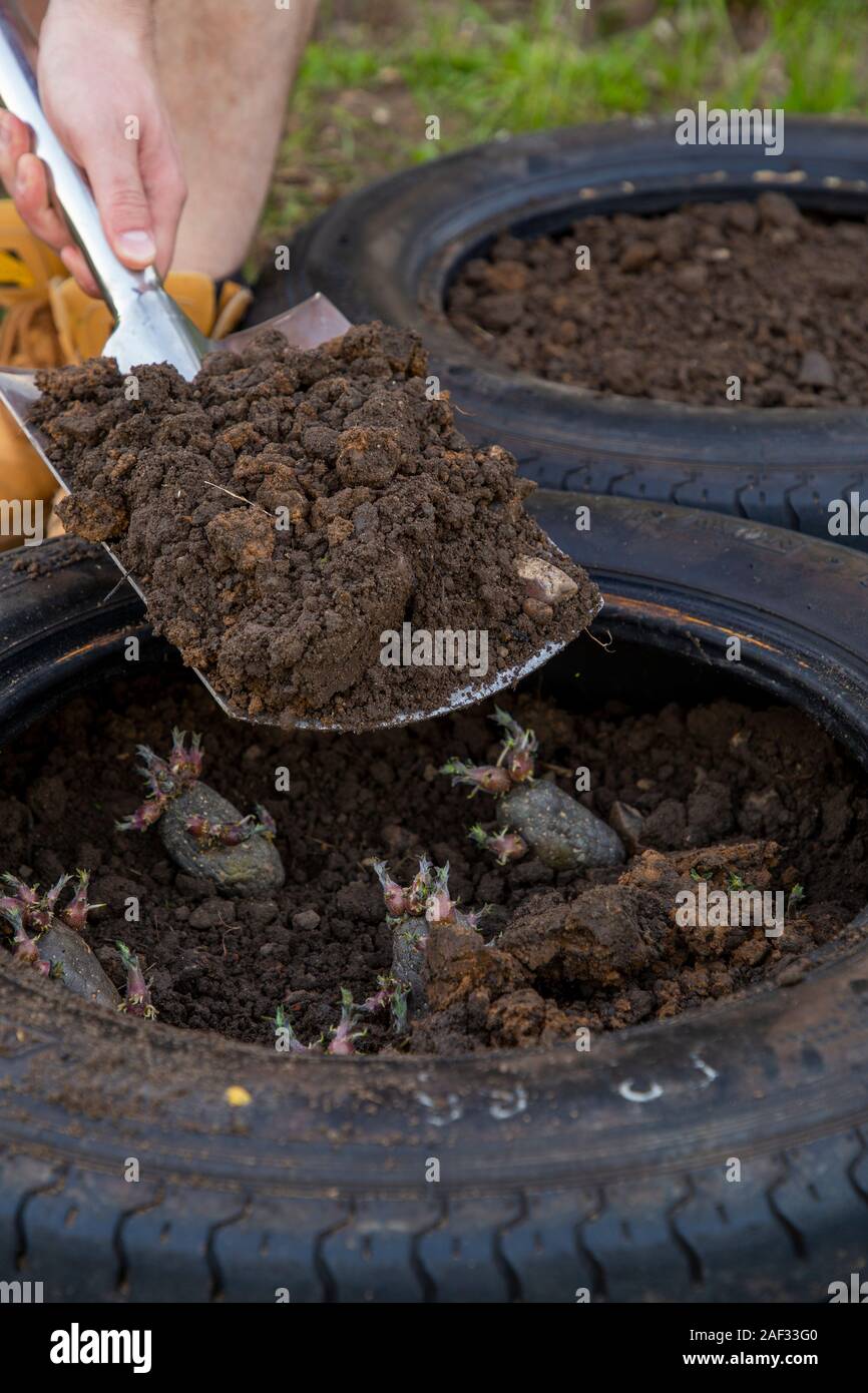 Planting Potato 'Galante' in old car tyres Stock Photo - Alamy