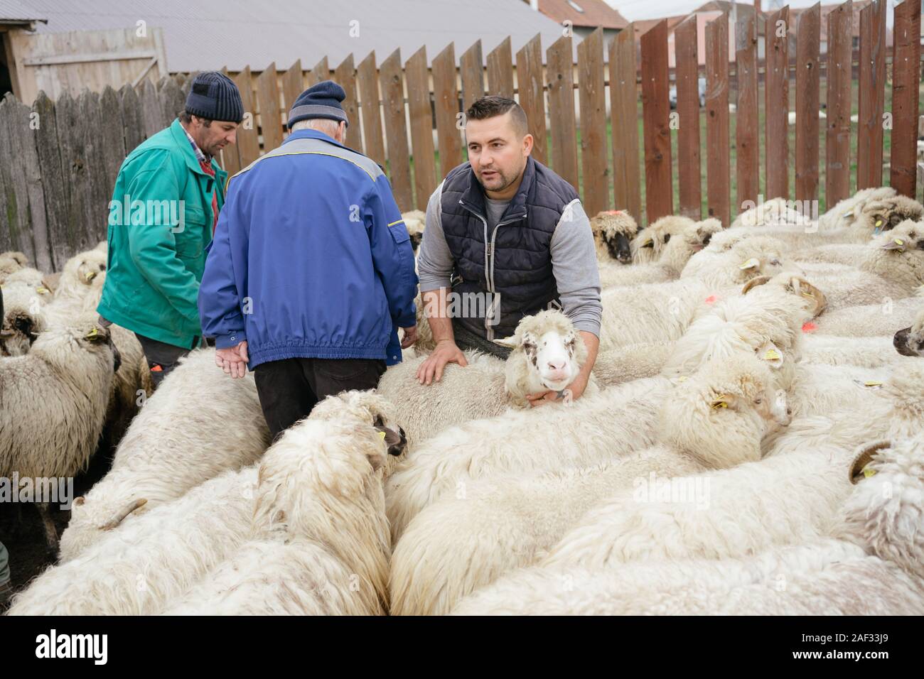 Danesti, Romania - Nov 25, 2019: Farmers bringing in and sorting of ...