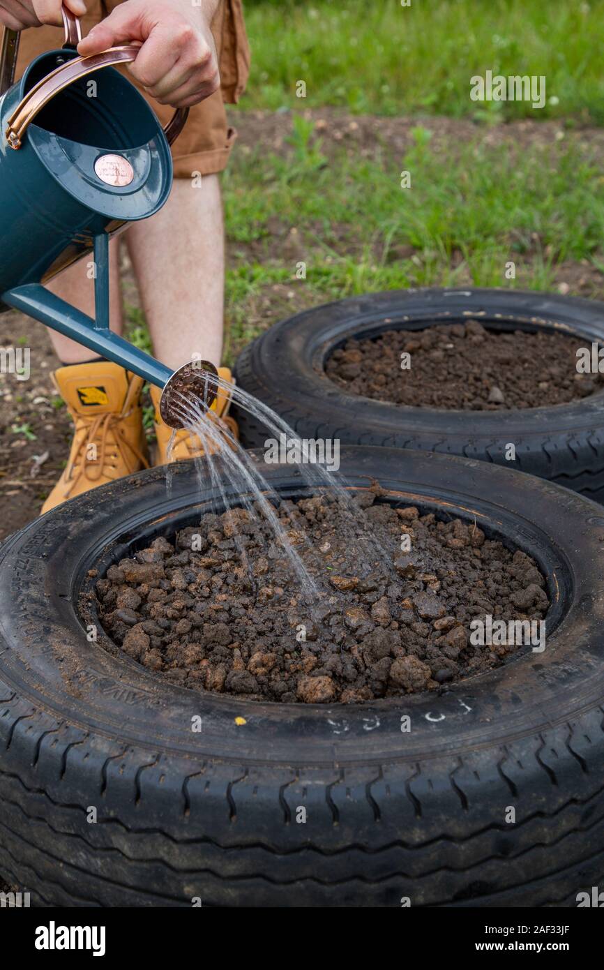 Watering Potato 'Galante' in old car tyres Stock Photo - Alamy