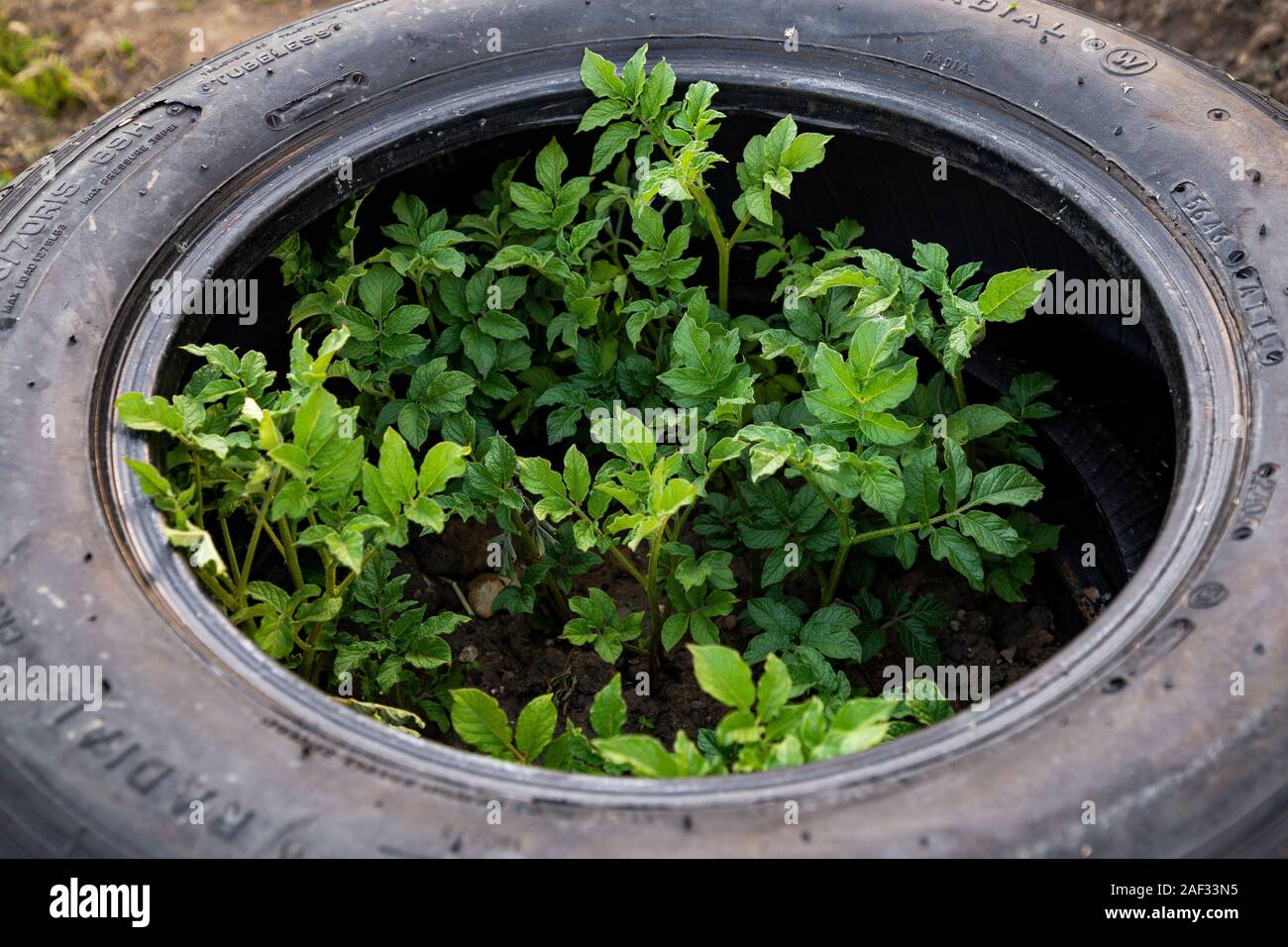 Growth development of Potato 'Galante' in old car tyre Stock Photo - Alamy