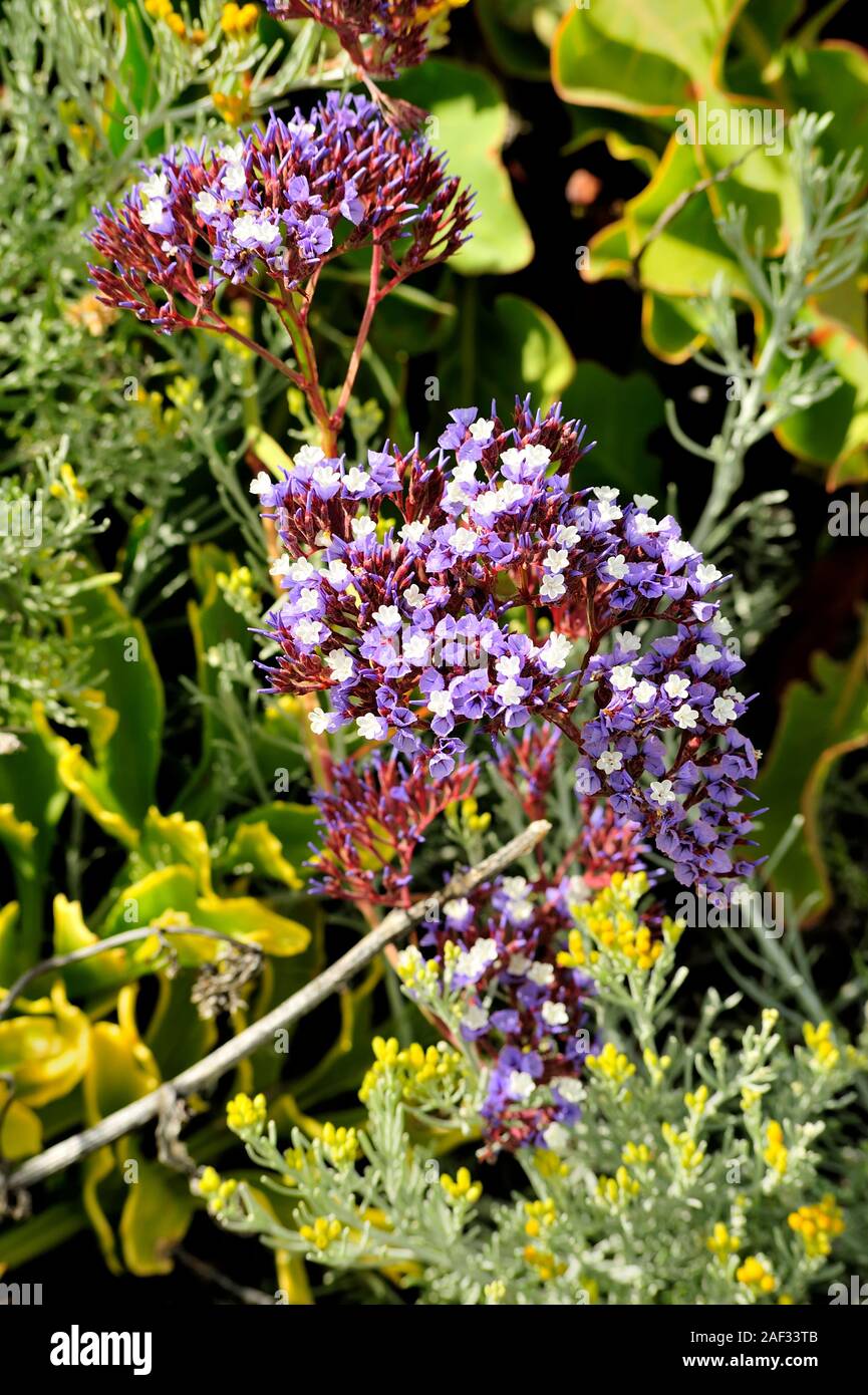 White Mallow Border High Resolution Stock Photography and Images - Alamy