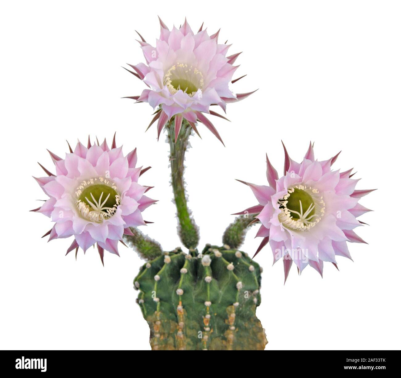 Lily cactus hi-res stock photography and images - Alamy