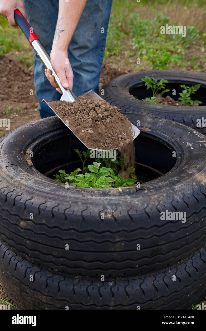 Adding another old car tyre to Potato 'Galante' and covering with more ...