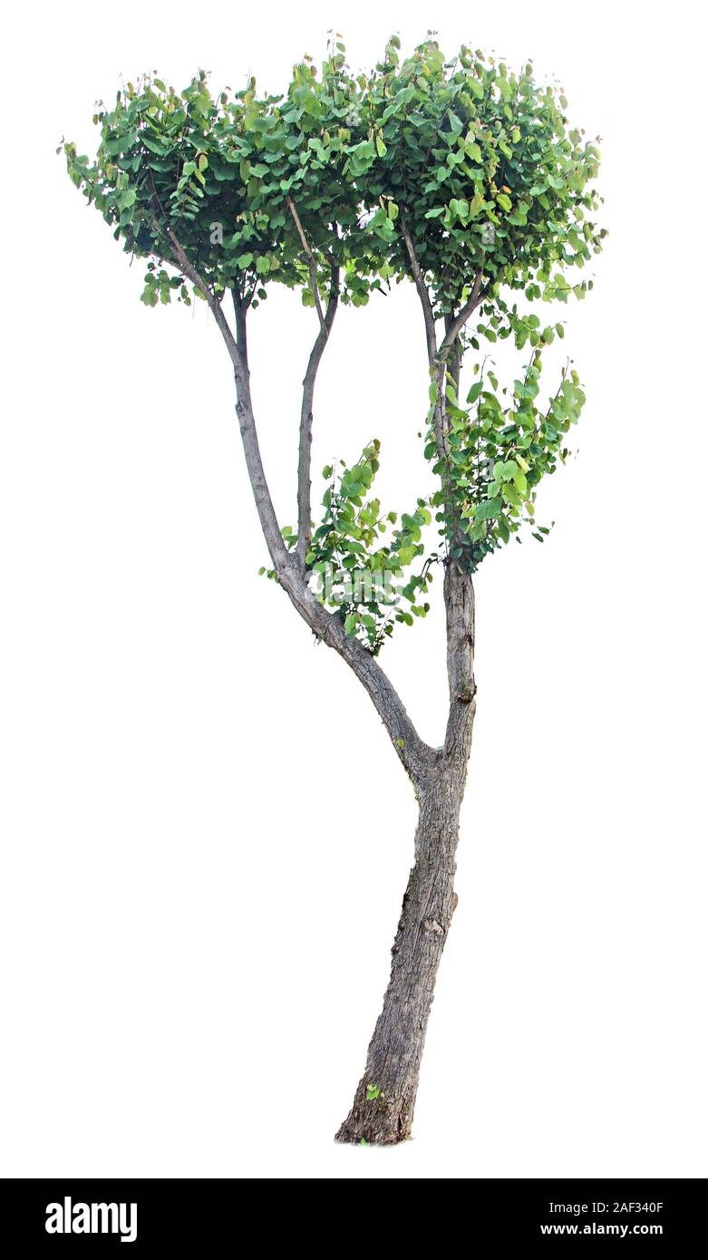 Tree on white background Stock Photo - Alamy