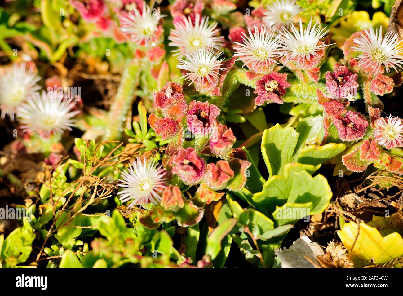 Wild flowers and plants Stock Photo - Alamy