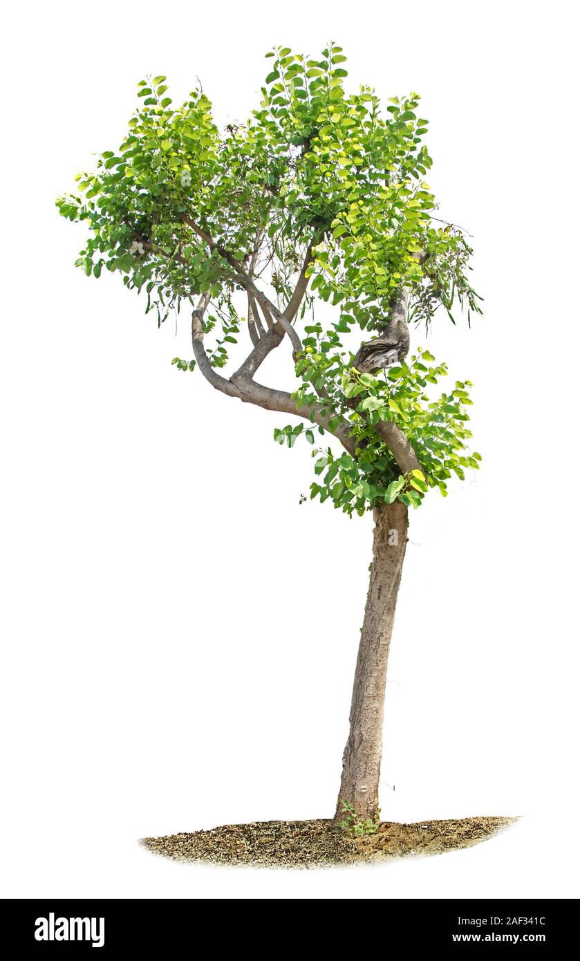 Tree on white background Stock Photo - Alamy