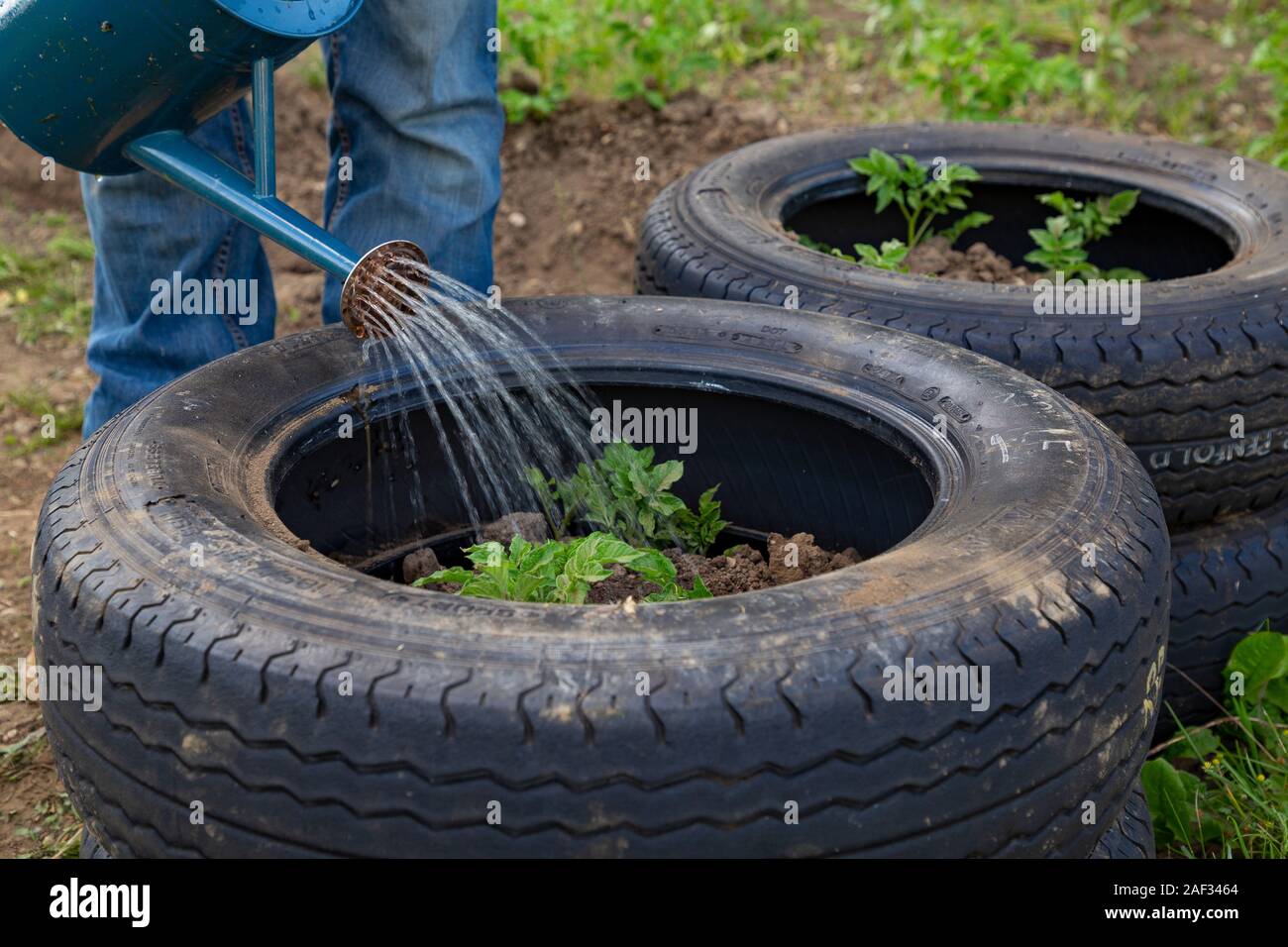 Watering Potato 'Galante' in old car tyres Stock Photo - Alamy