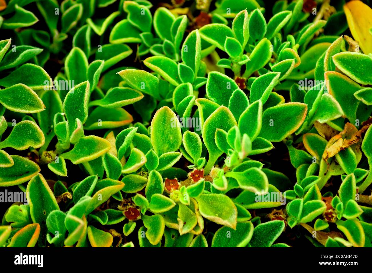 Wild flowers and plants Stock Photo - Alamy