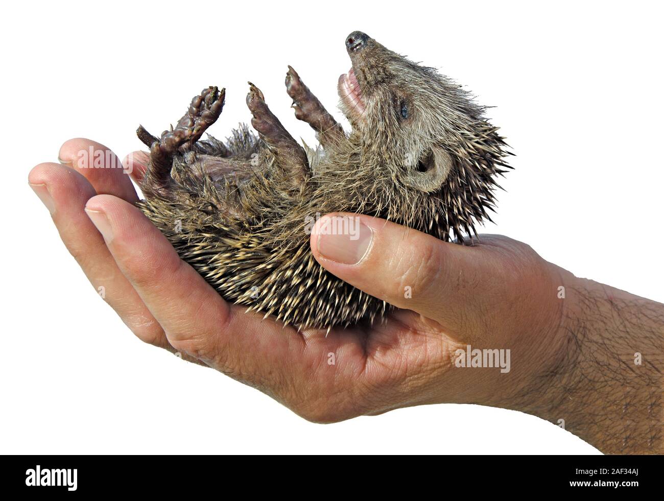 Man holding hedgehog hi-res stock photography and images - Alamy