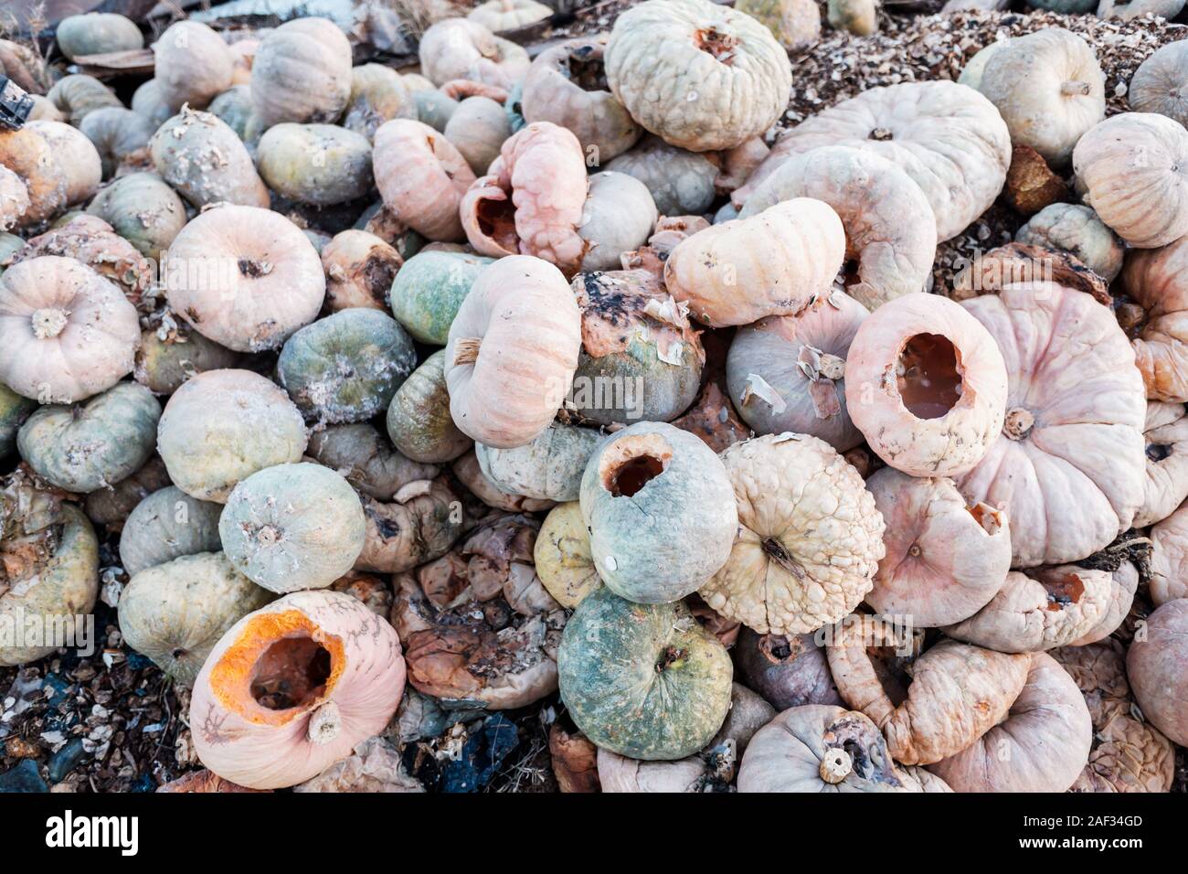 Rotten pumpkins thrown to the ground to use as compost Stock Photo - Alamy