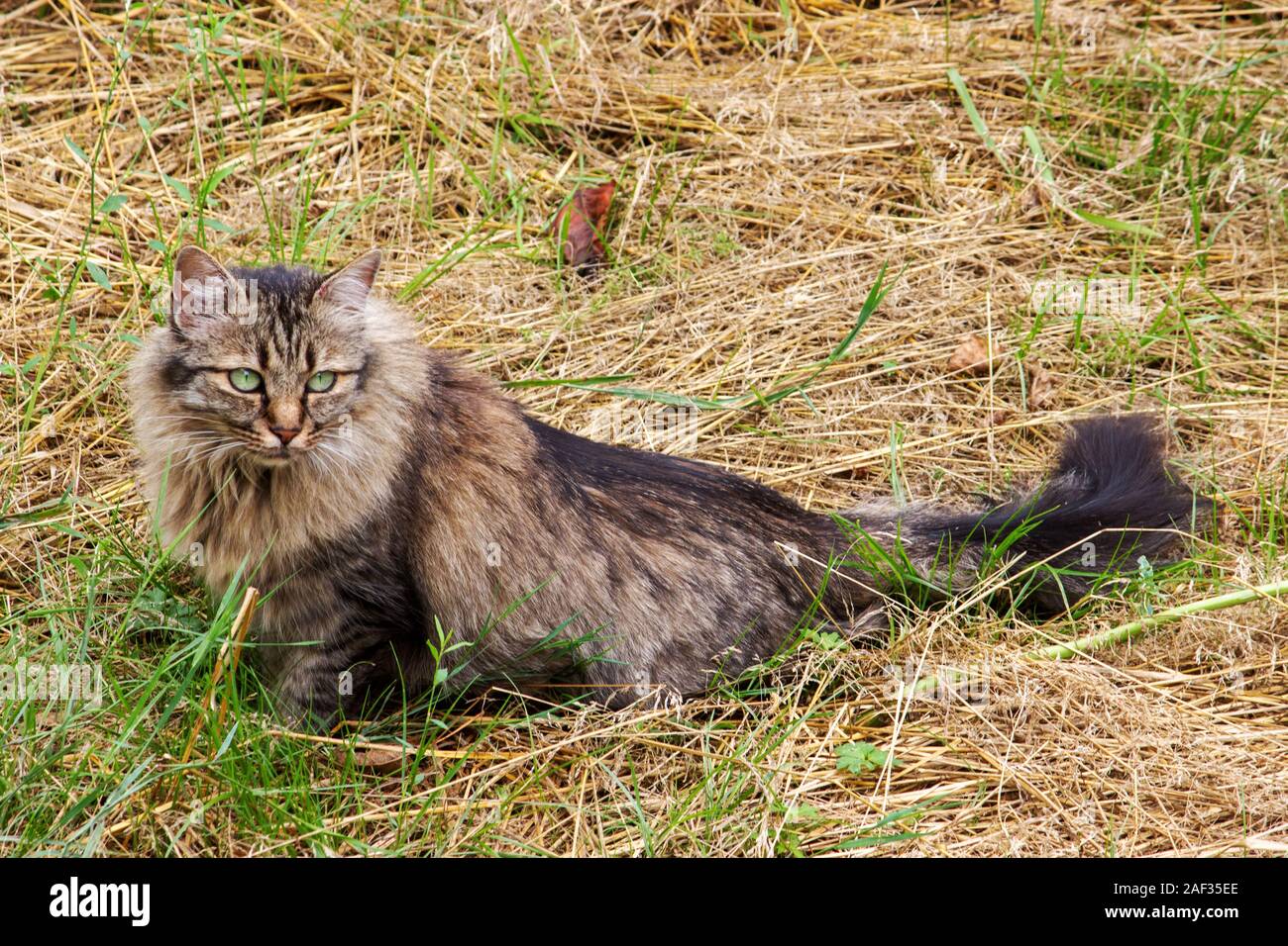 German longhair cat sits in a meadow and observes the environment with ...