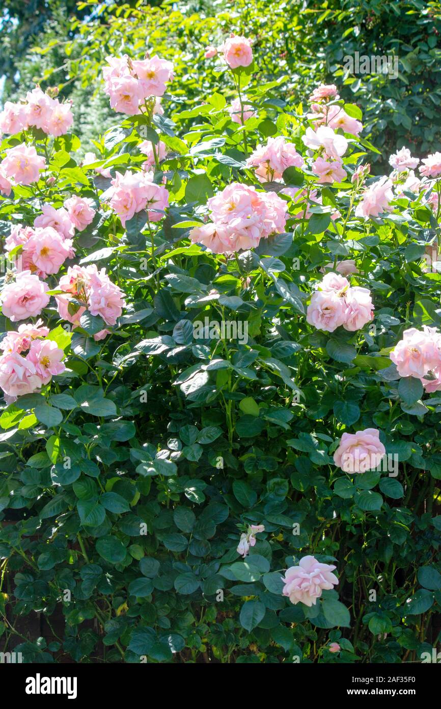 View of a vinegar rose bush in Latin Rosa gallica, also called Gallica ...